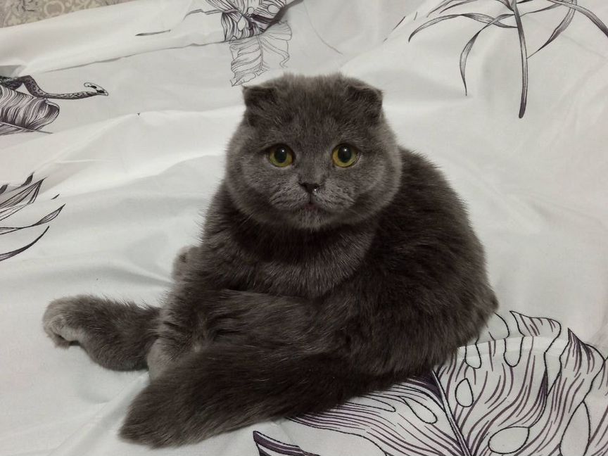 Отдам шотландку