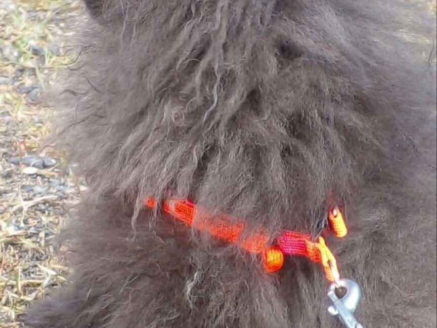 Ночка дочка