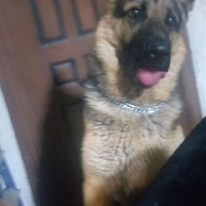 Отдам овчарку немецкую бесплатно