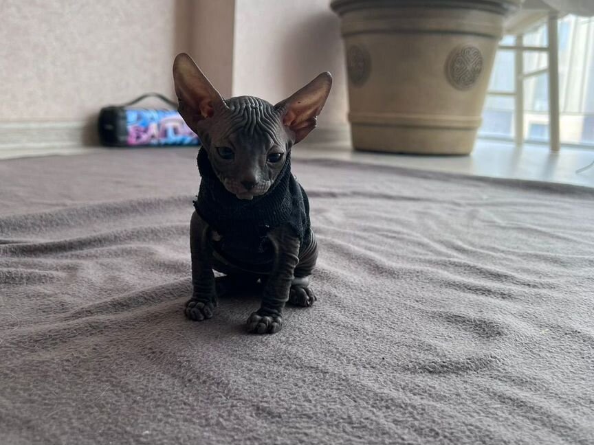 Продается донской свинск. Мальчик 3 недели