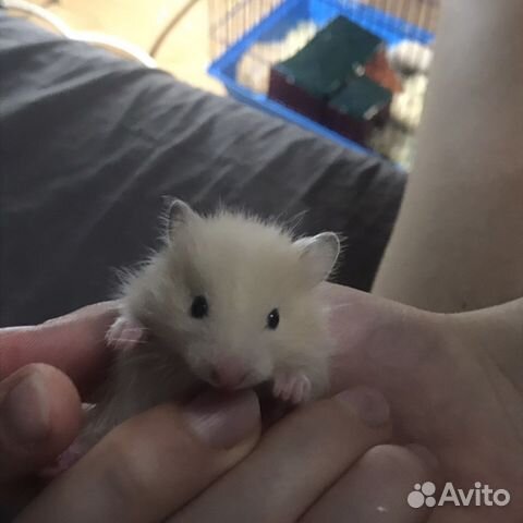 Сирийский хомяк