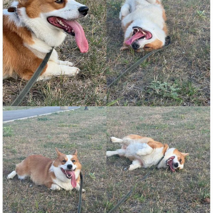 Два корги пемброка вязка