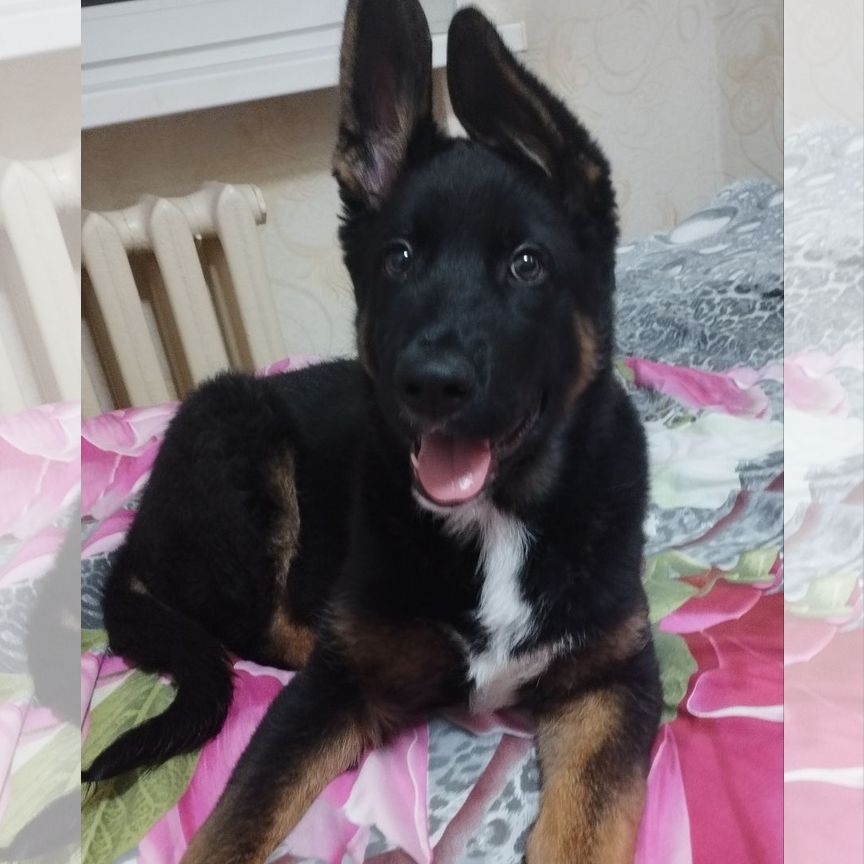 Немецкая овчарка, щенок