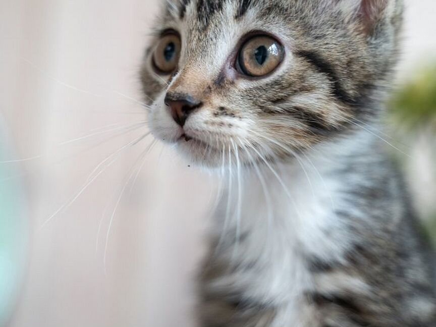 Яркий Джастин