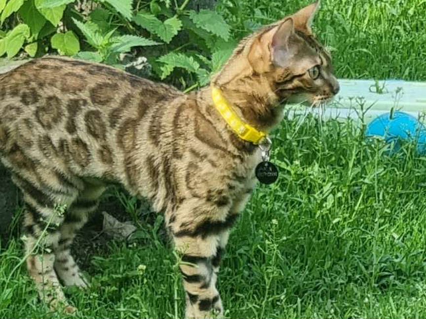 Бенгальская кошка бесплатно