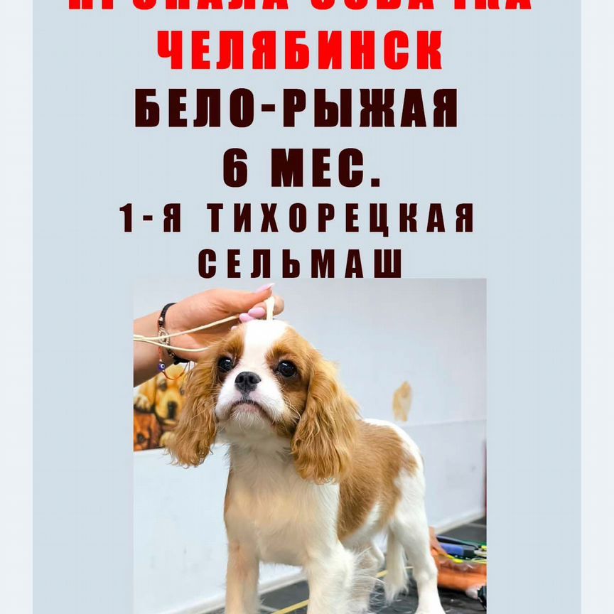 Щенок спаниель пропала