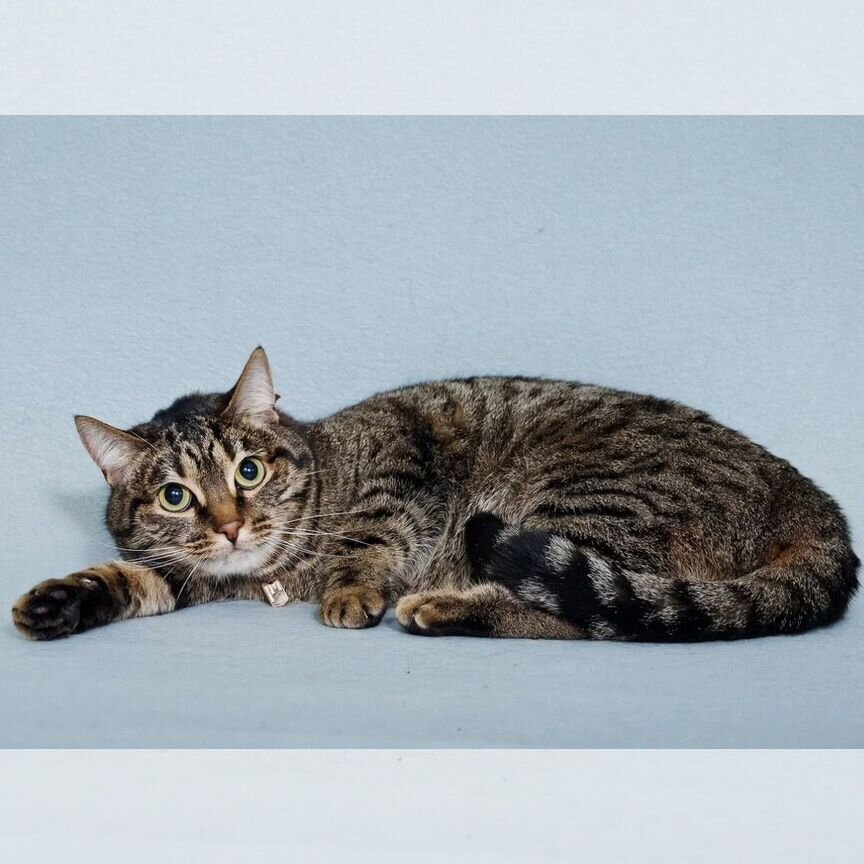 Взрослая, кошка в добрые руки