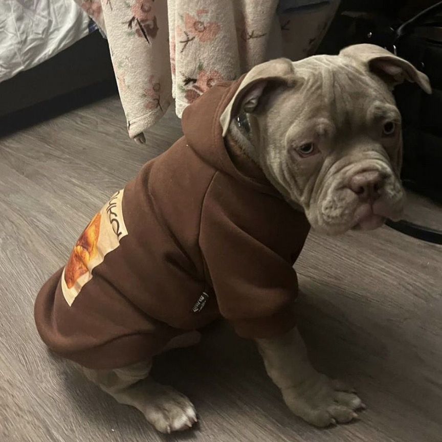 Толстовка для собак