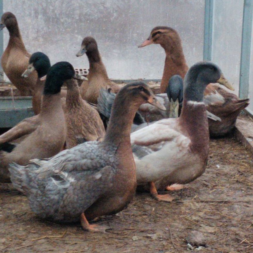 Руанская утка