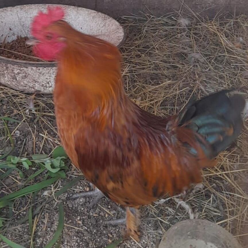 Декоративные карликовый петушок