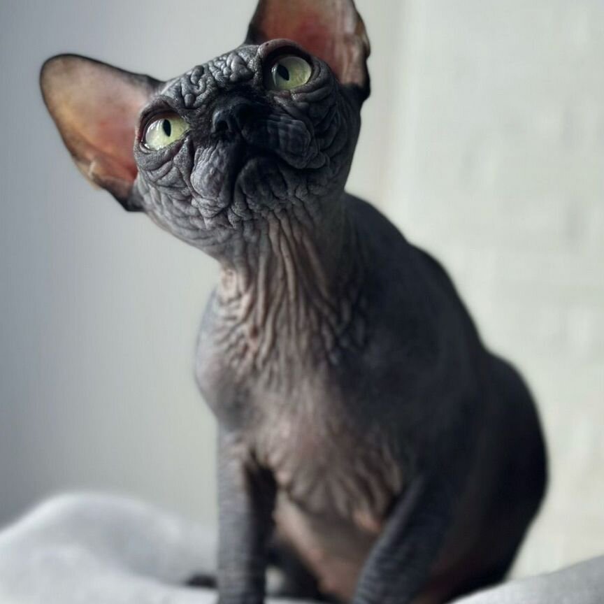 Бомбическая кошка