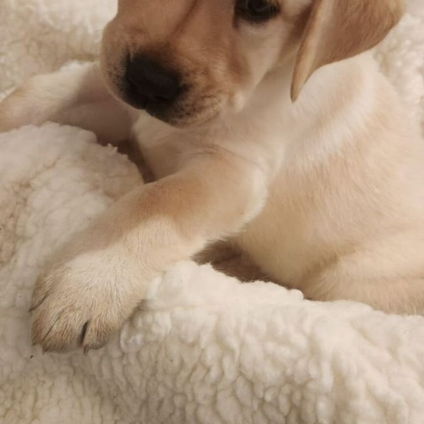 Щенки лабрадора РКФ