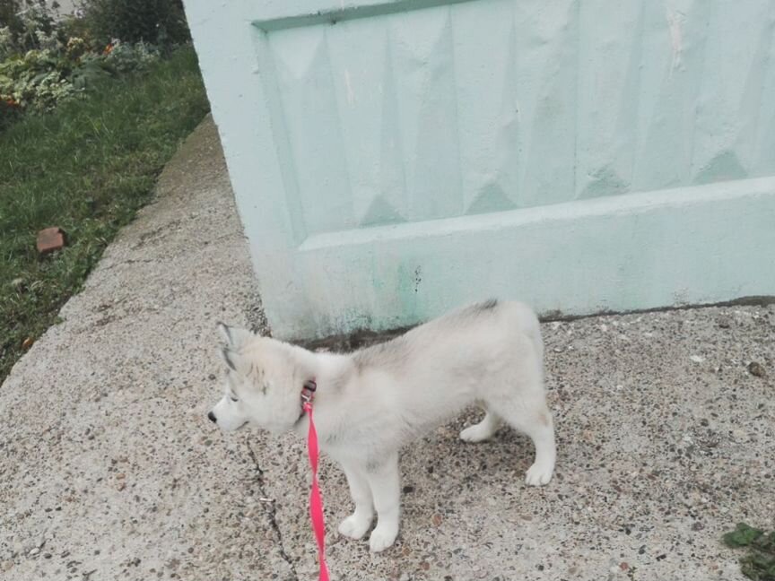 Хаски щенок девочка