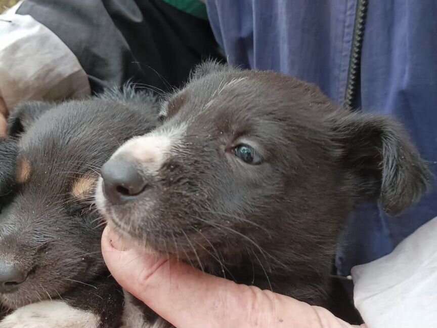 Щенки в частный дом