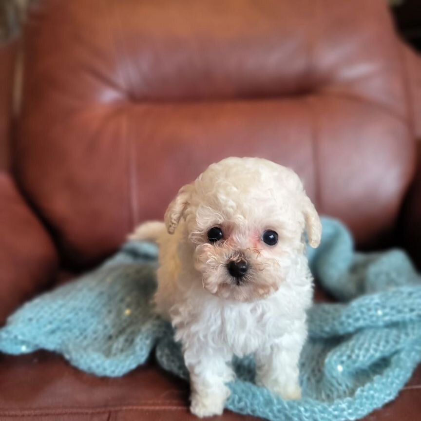 Той пудель с документами РКФ