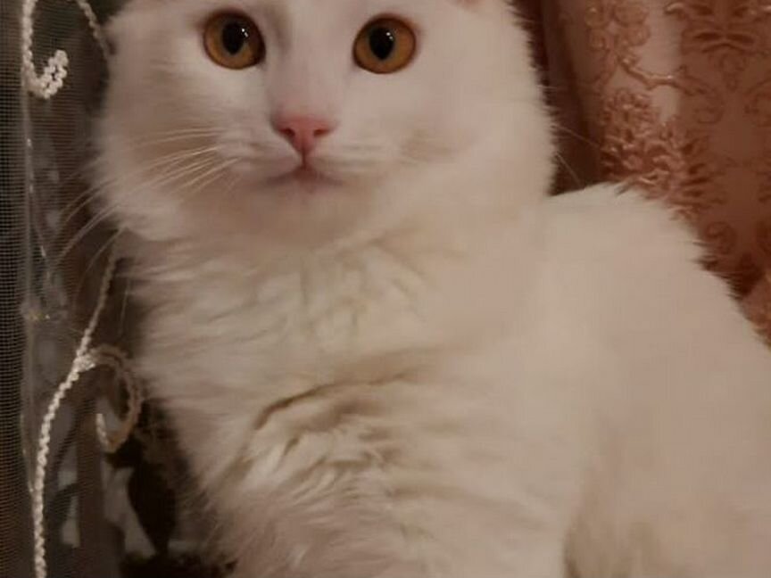Кошечка Белоснежка молоденькая очаровашка