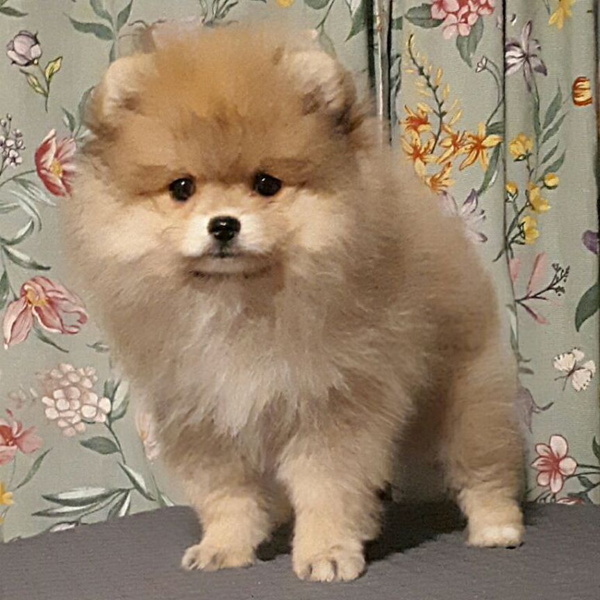 Померанский шпиц, щенок