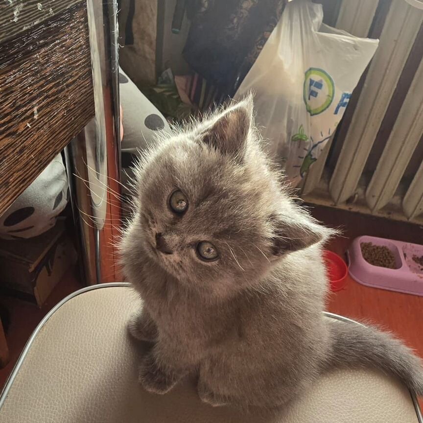 Британский котёнок