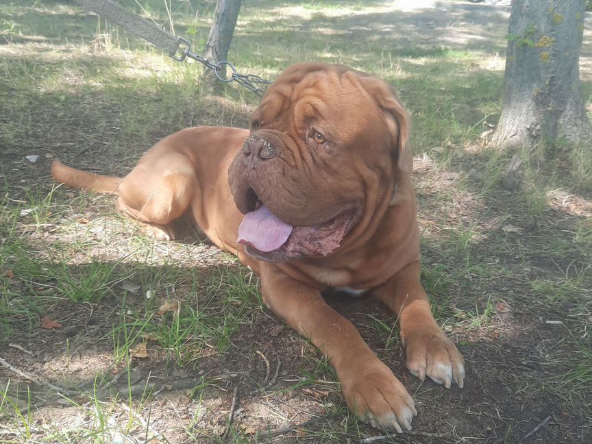 Бордосский дог, французский мастиф