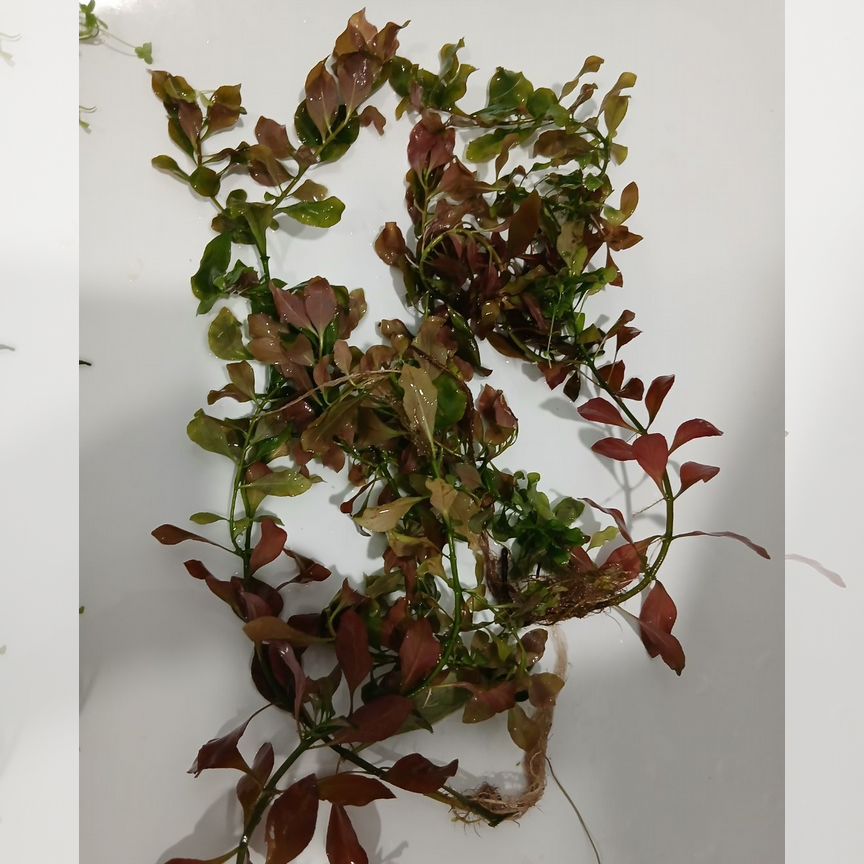 Аквариумное растение прополка