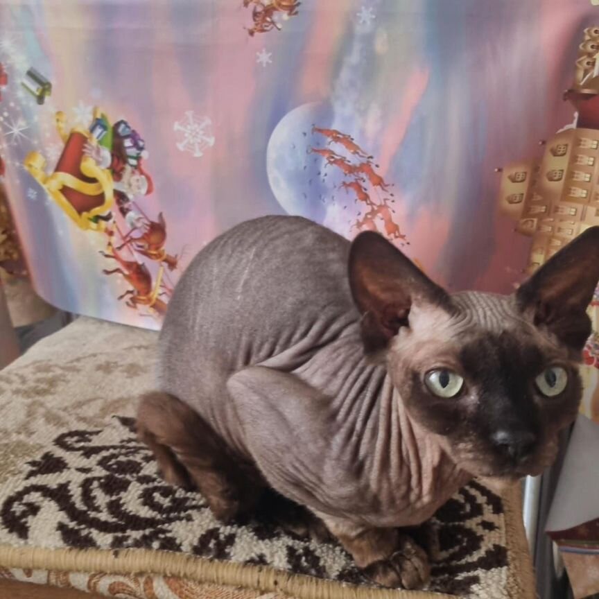 Канадский сфинкс