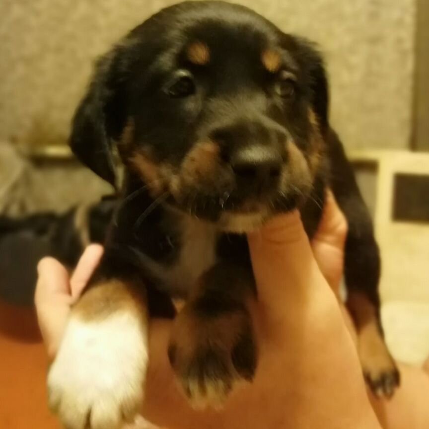 Щенок в добрые руки