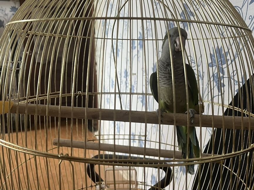 Попугай Монах или квакер