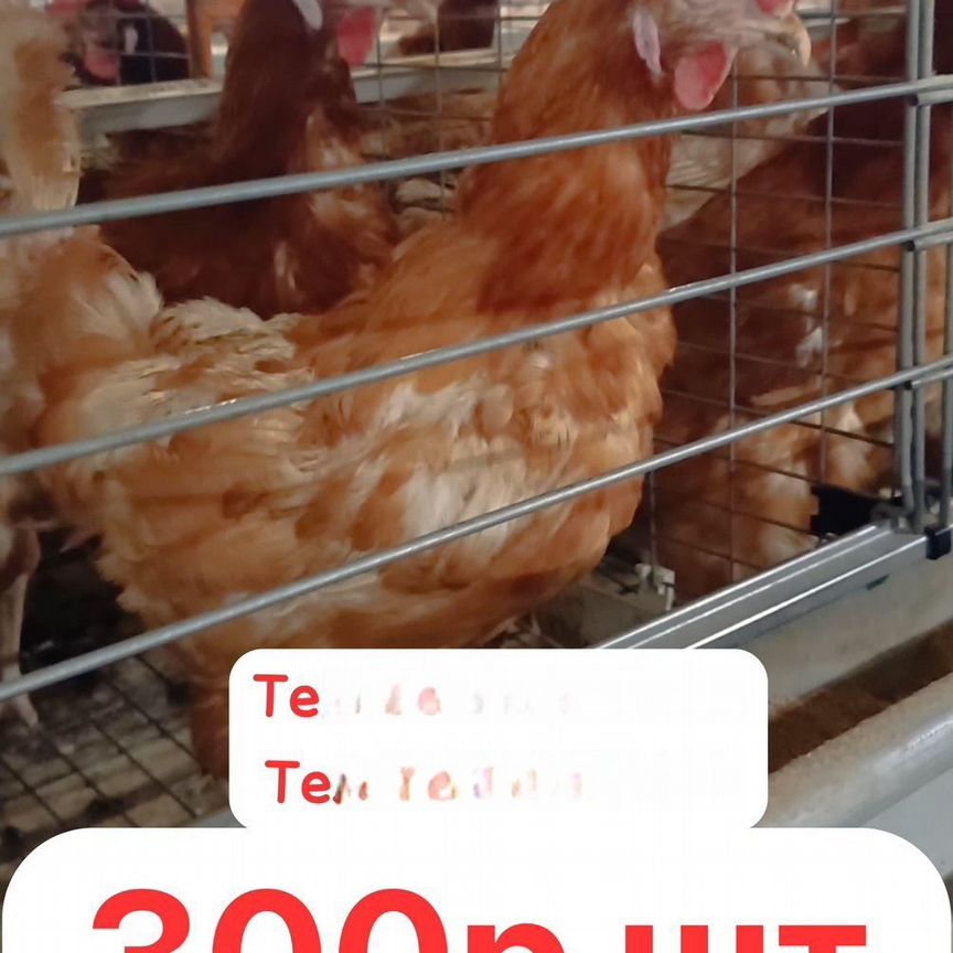 Куры несушки