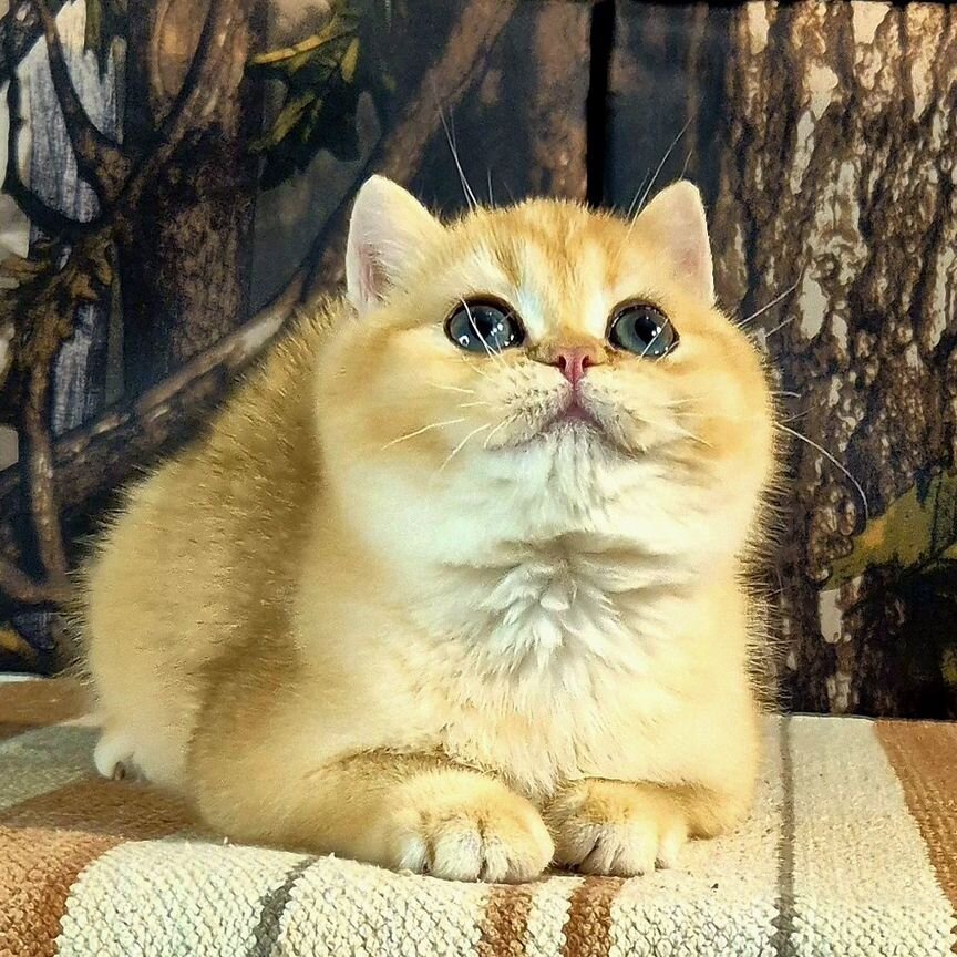 Британский короткошёрстный котёнок