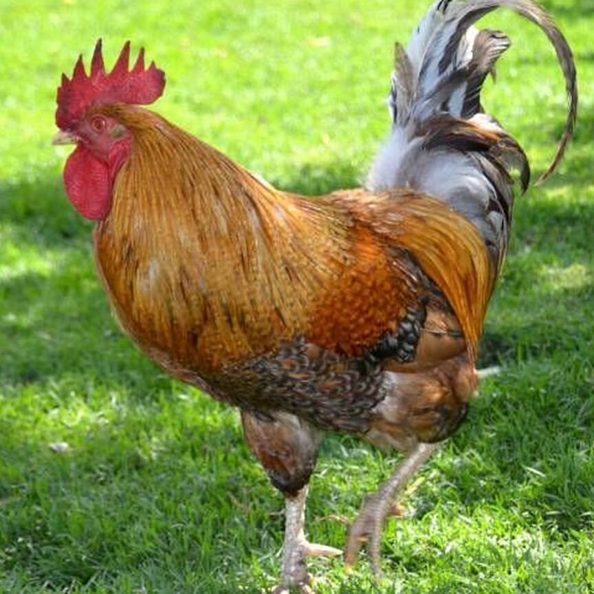 Продам петухов