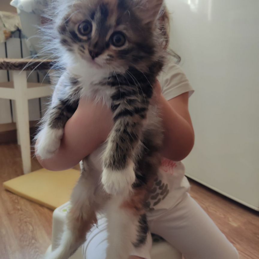 Отдам Мурку в добрые руки. У дочки аллергия