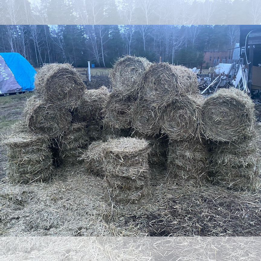 Сено в рулонах