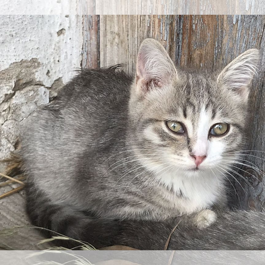Кошечка в добрые руки