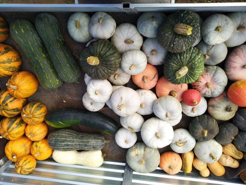 Тыква оптом