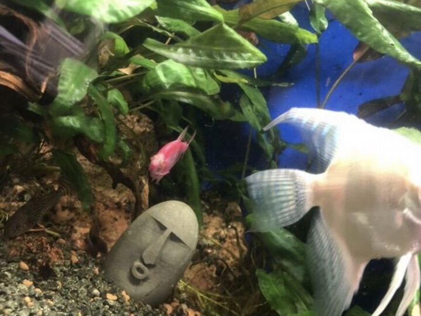 Уфф-камень, Хранитель Моря, Хуюмбула