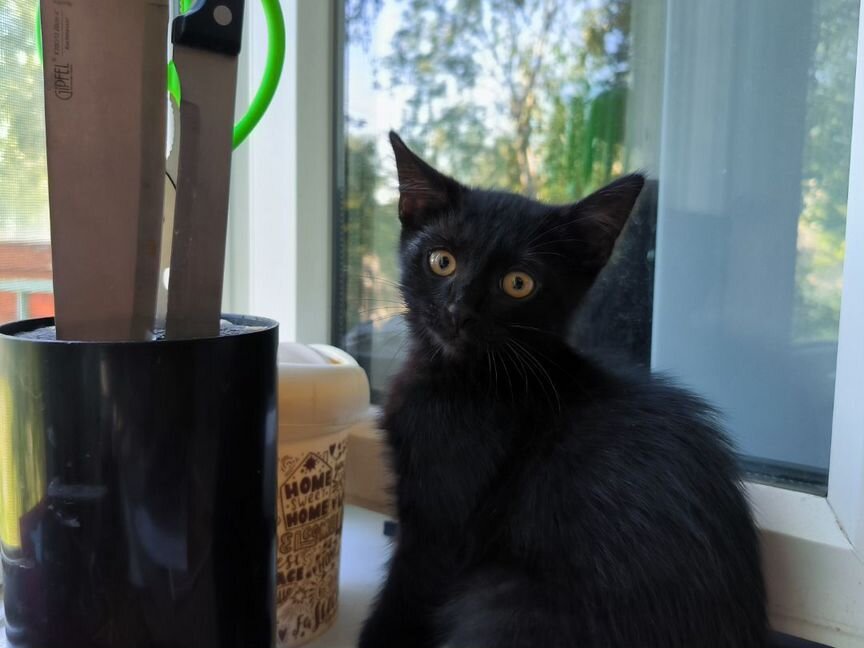 Котенок черный черныш в добрые руки