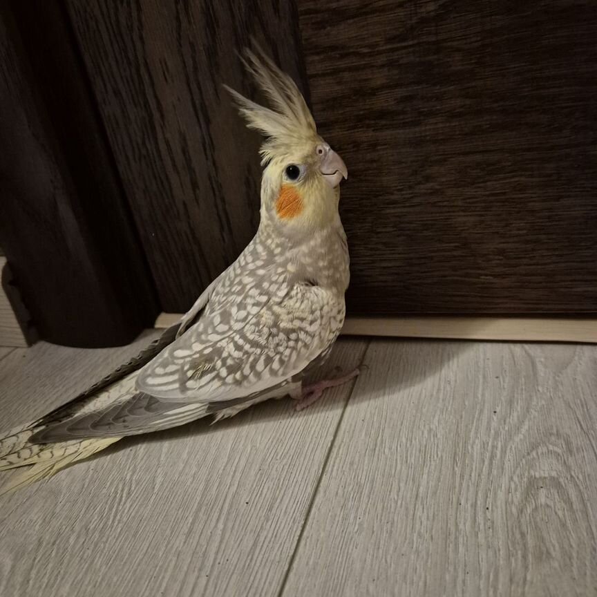 Попугай корелла детишки