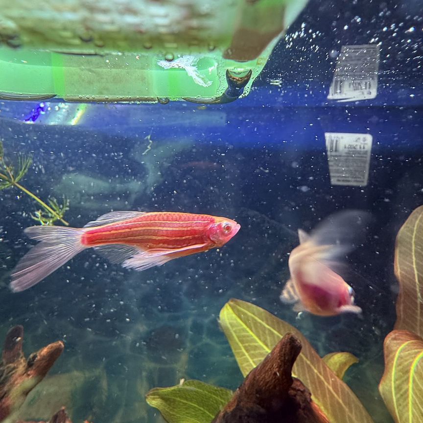 Данио вуаль,рерио