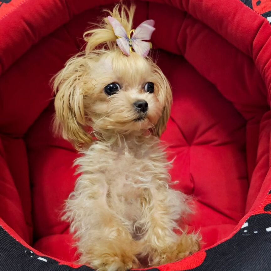 Мальтипу, щенок