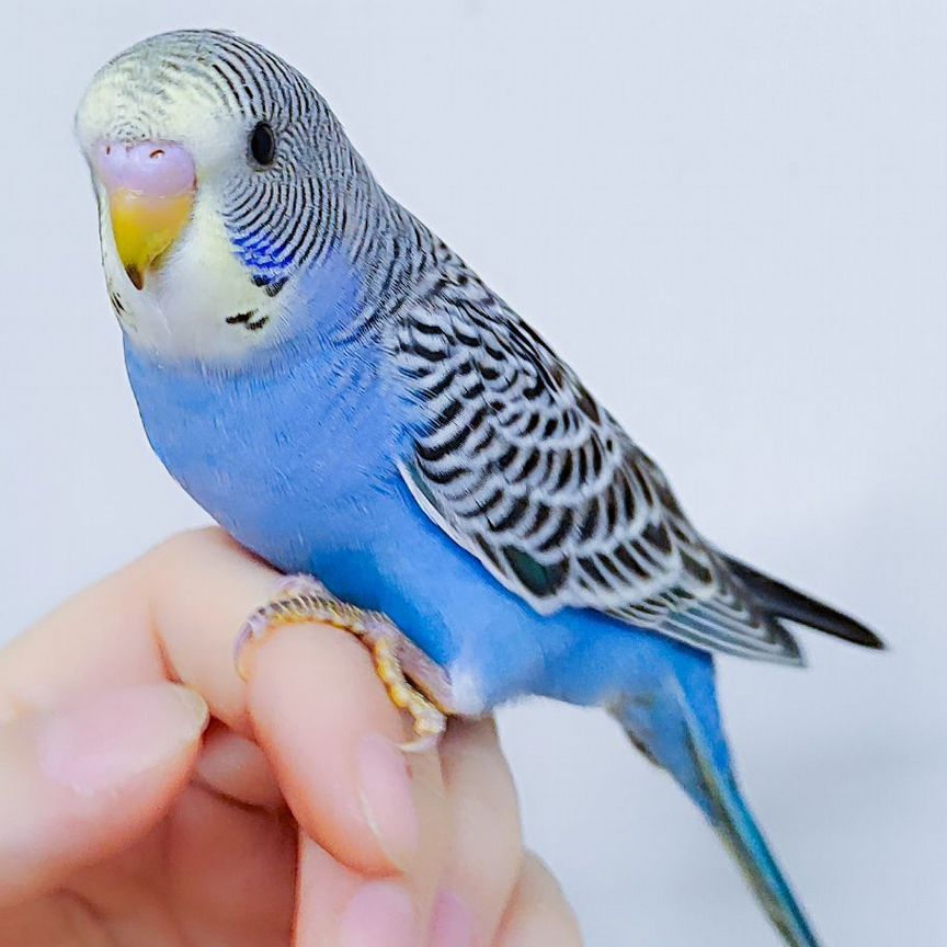 Малыши волнистых попугаев