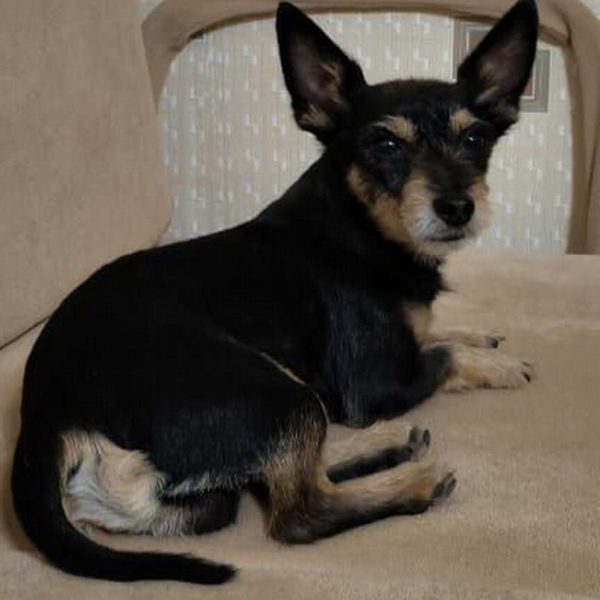 Цвергпинчер, взрослый пёс