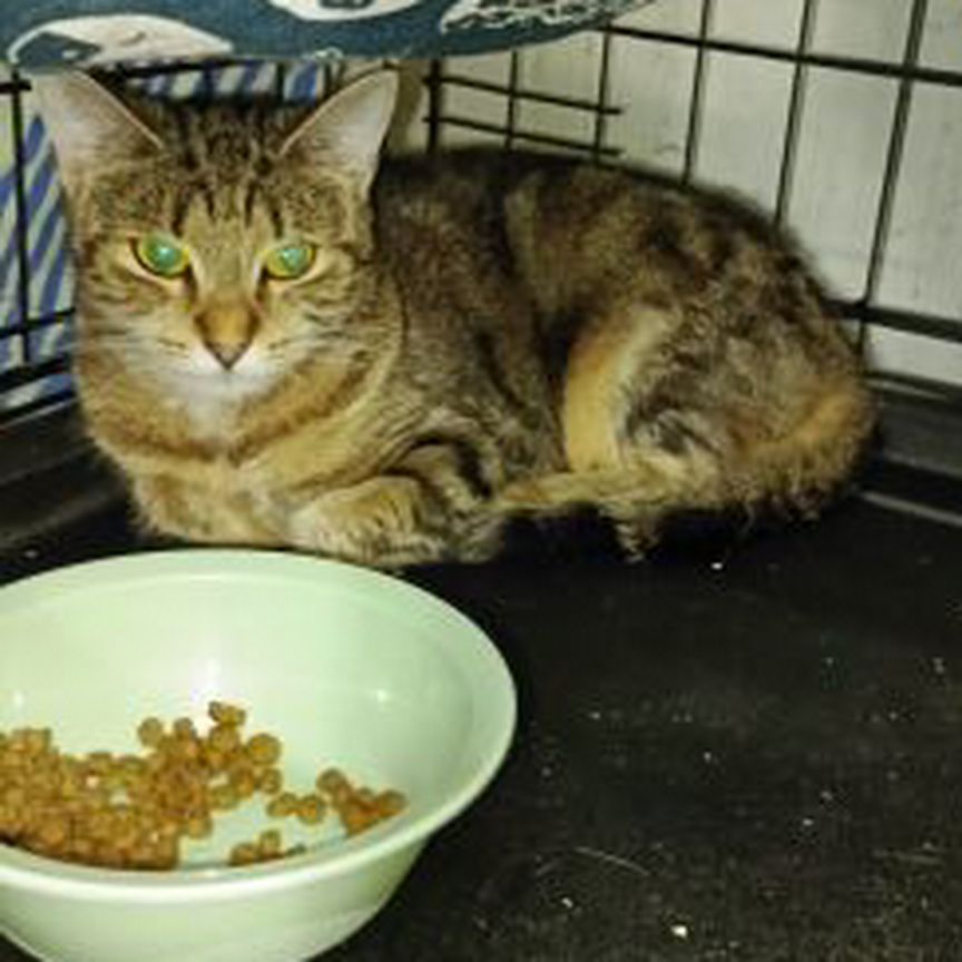 Взрослая, кошка в добрые руки