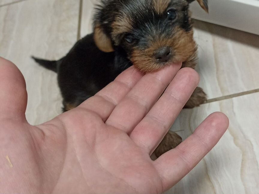 Йоркширский терьер щенки