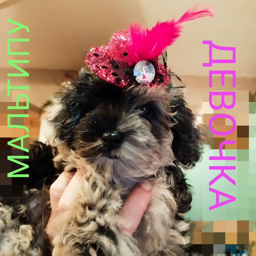 Мальтипу Мраморная