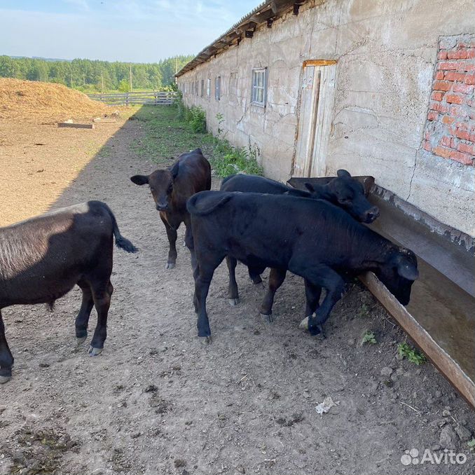 Бычки абердин-ангусс