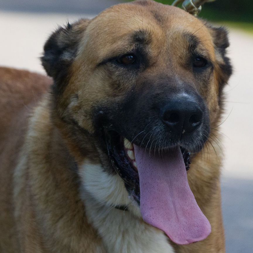 Собака в добрые руки