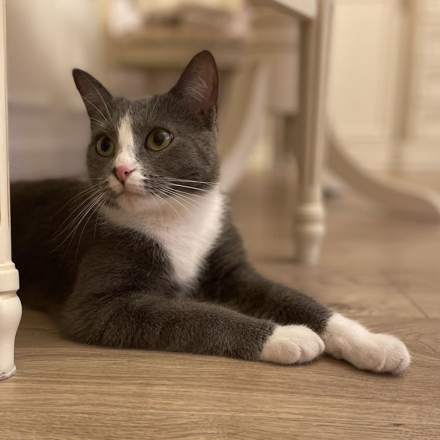 Взрослая кошка в добрые руки