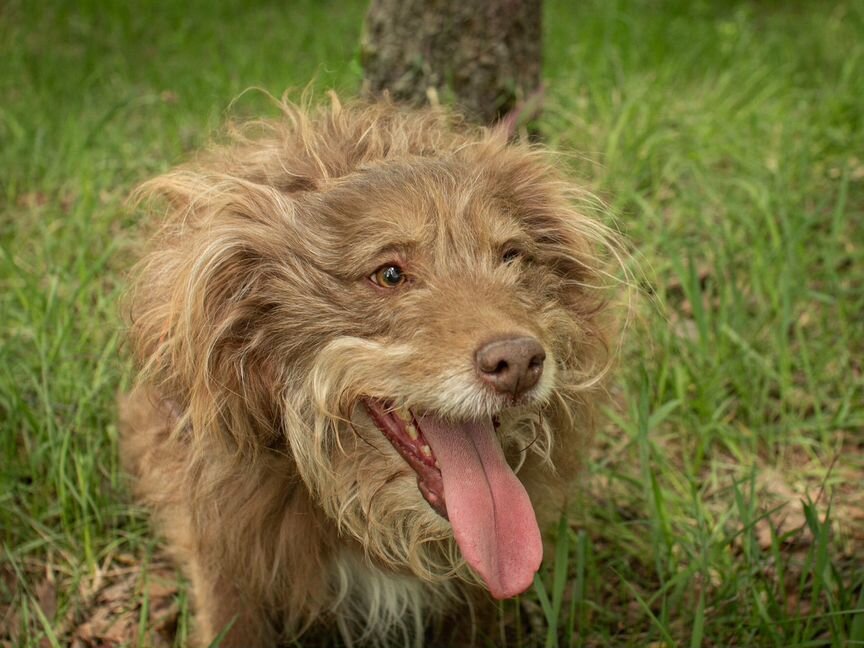Молодой харизматичный Чарли ищет дом