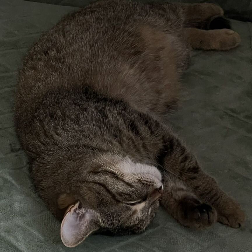 Взрослая кошка в добрые руки