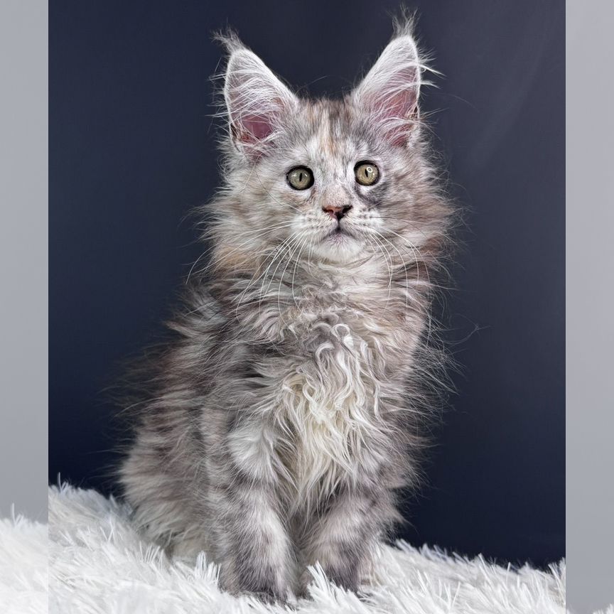 Девочка Мейн Кун Veyron Jaklyn